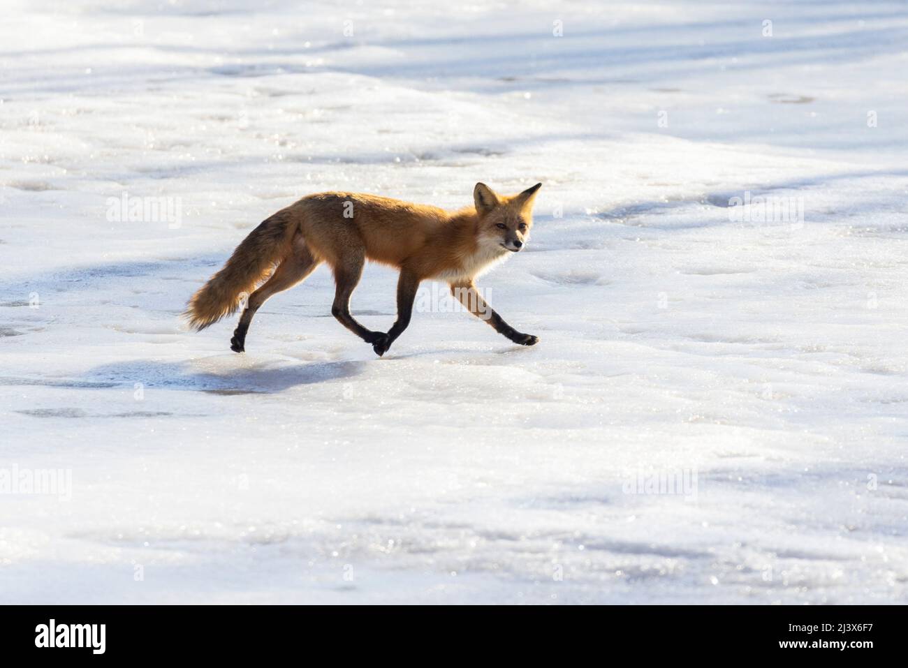 D eftg Banque de photographies et d’images à haute résolution - Alamy