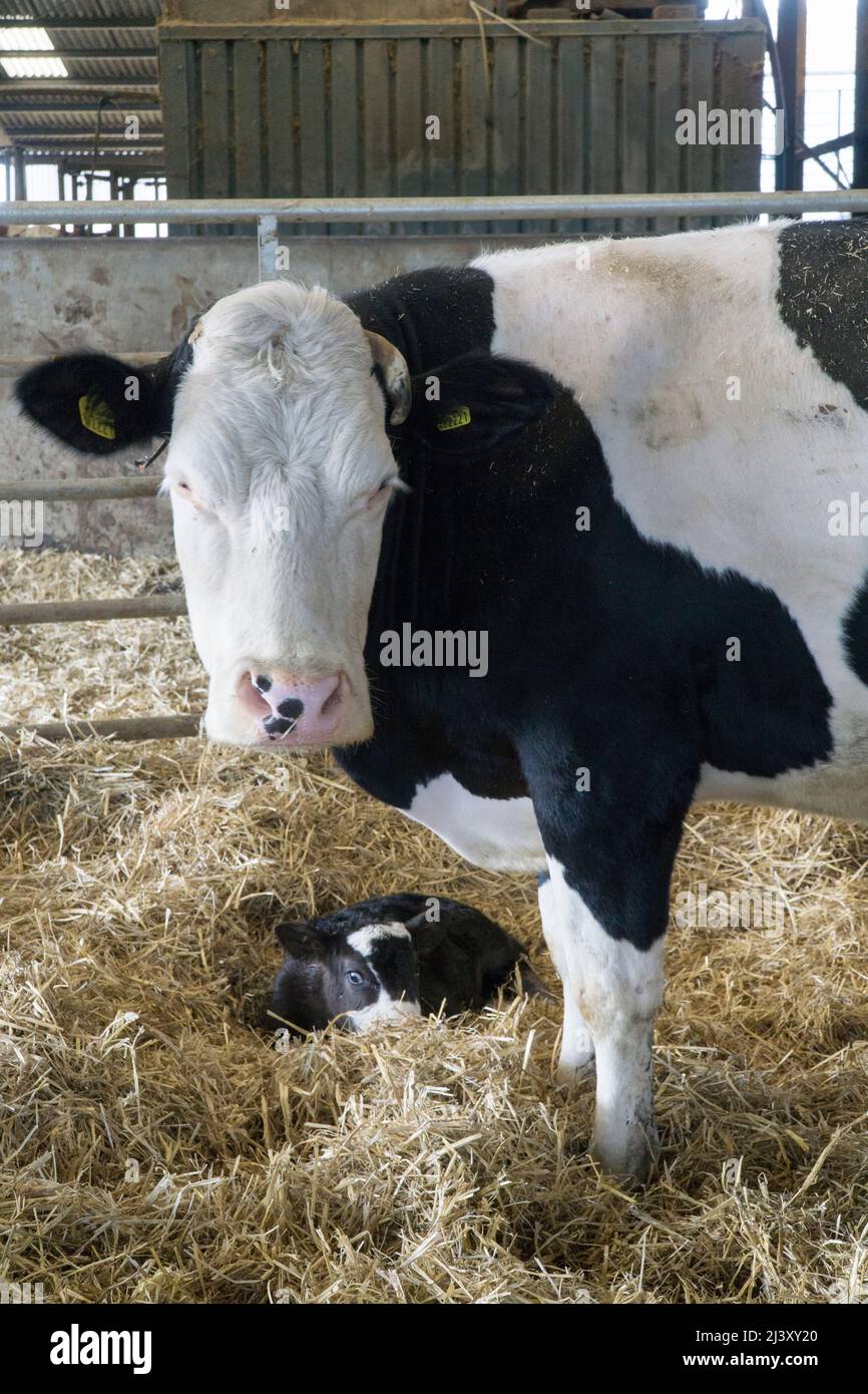 Vache traite son veau Banque de photographies et d’images à haute ...