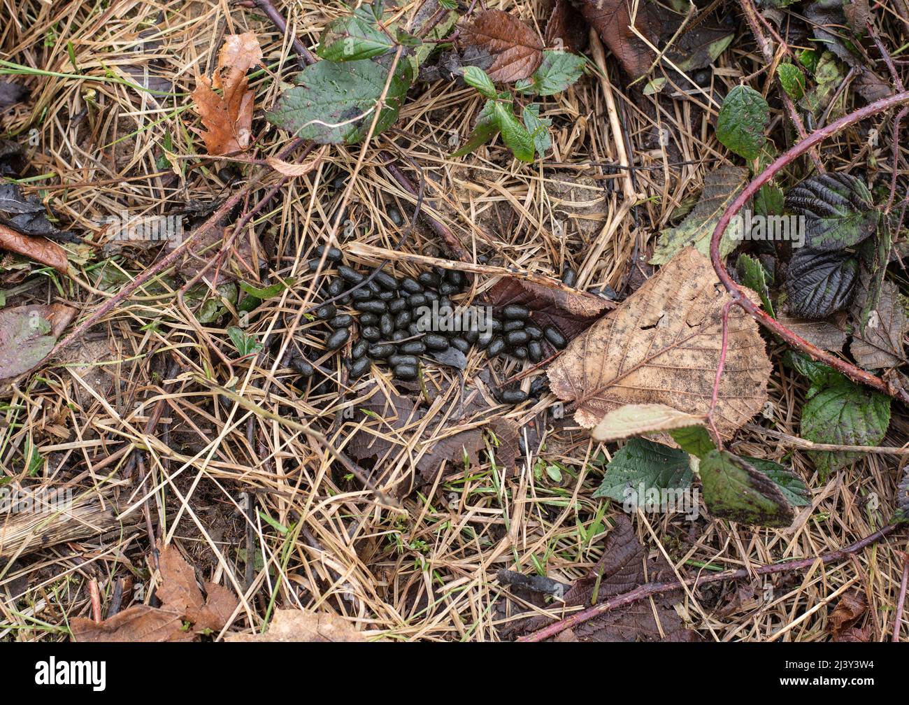 Crottes de chevreuil Banque de photographies et d’images à haute ...