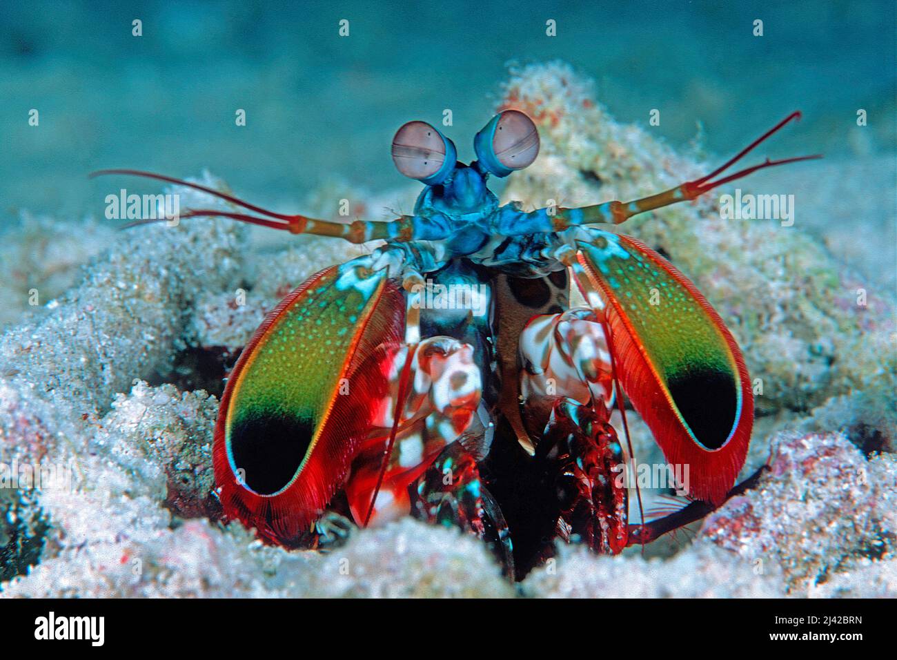 Crevettes mante paon Banque de photographies et d’images à haute ...
