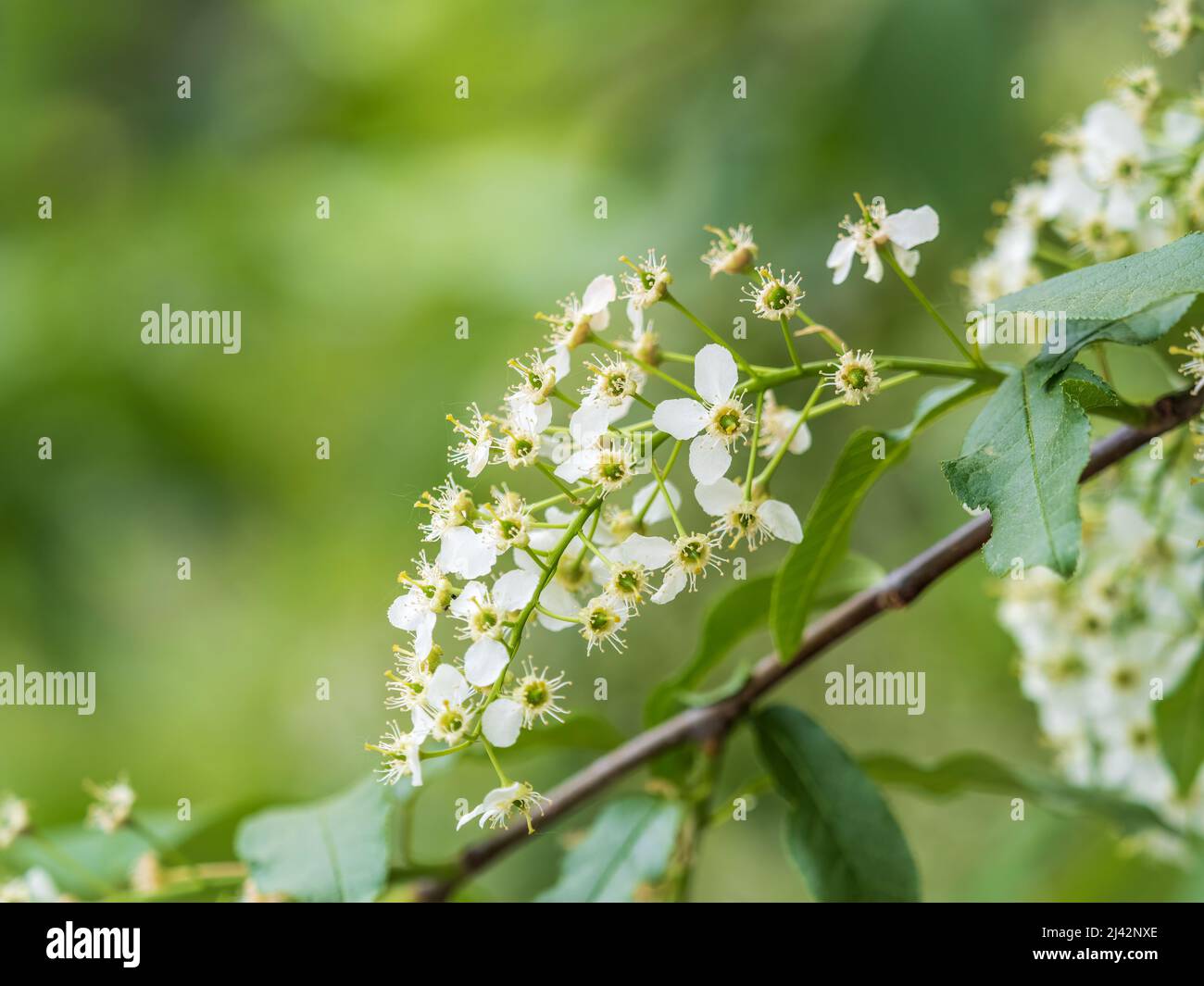 Fleurs blanches merisier d'oiseau fleuri. Arbre Des Cerisiers D'Oiseaux ...