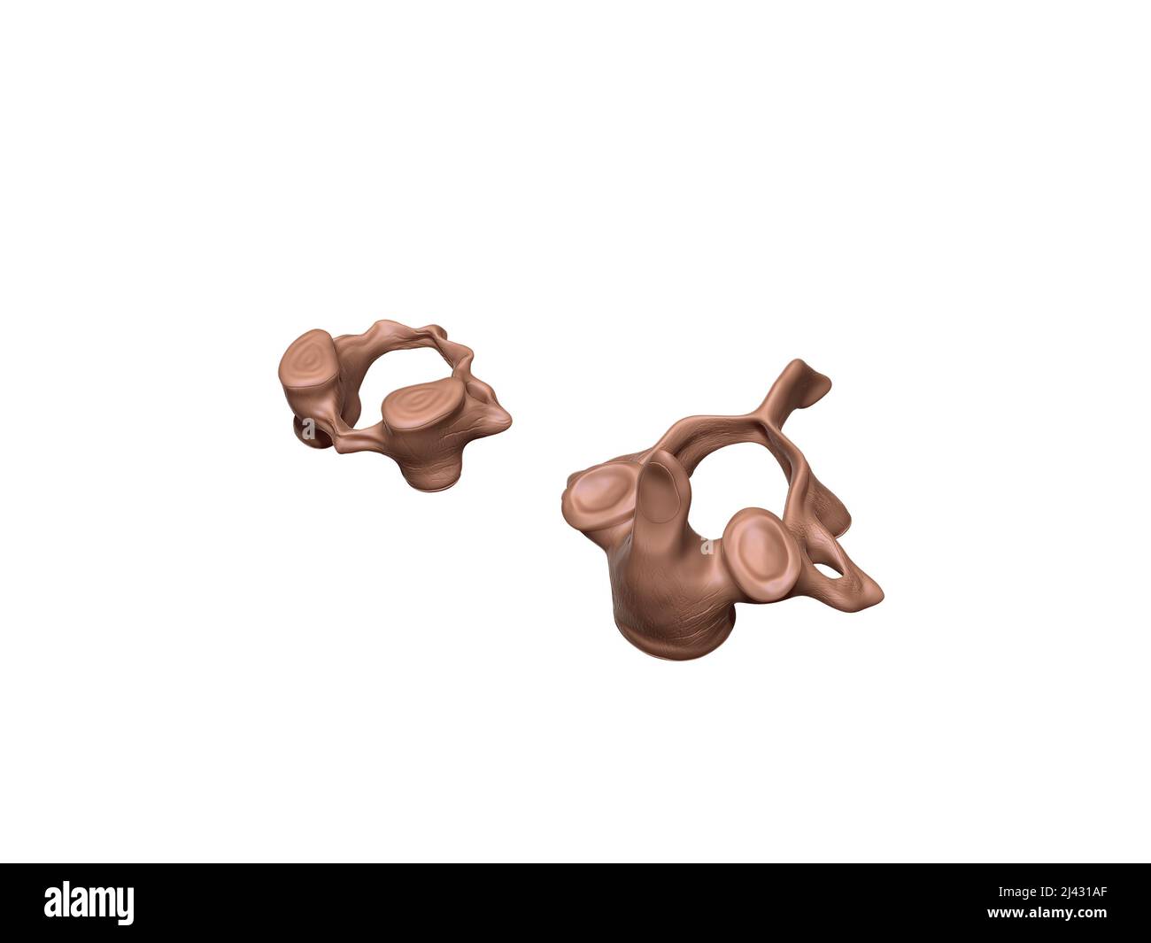 Anatomie des vertèbres cervicales, rendu en 3D Photo Stock - Alamy