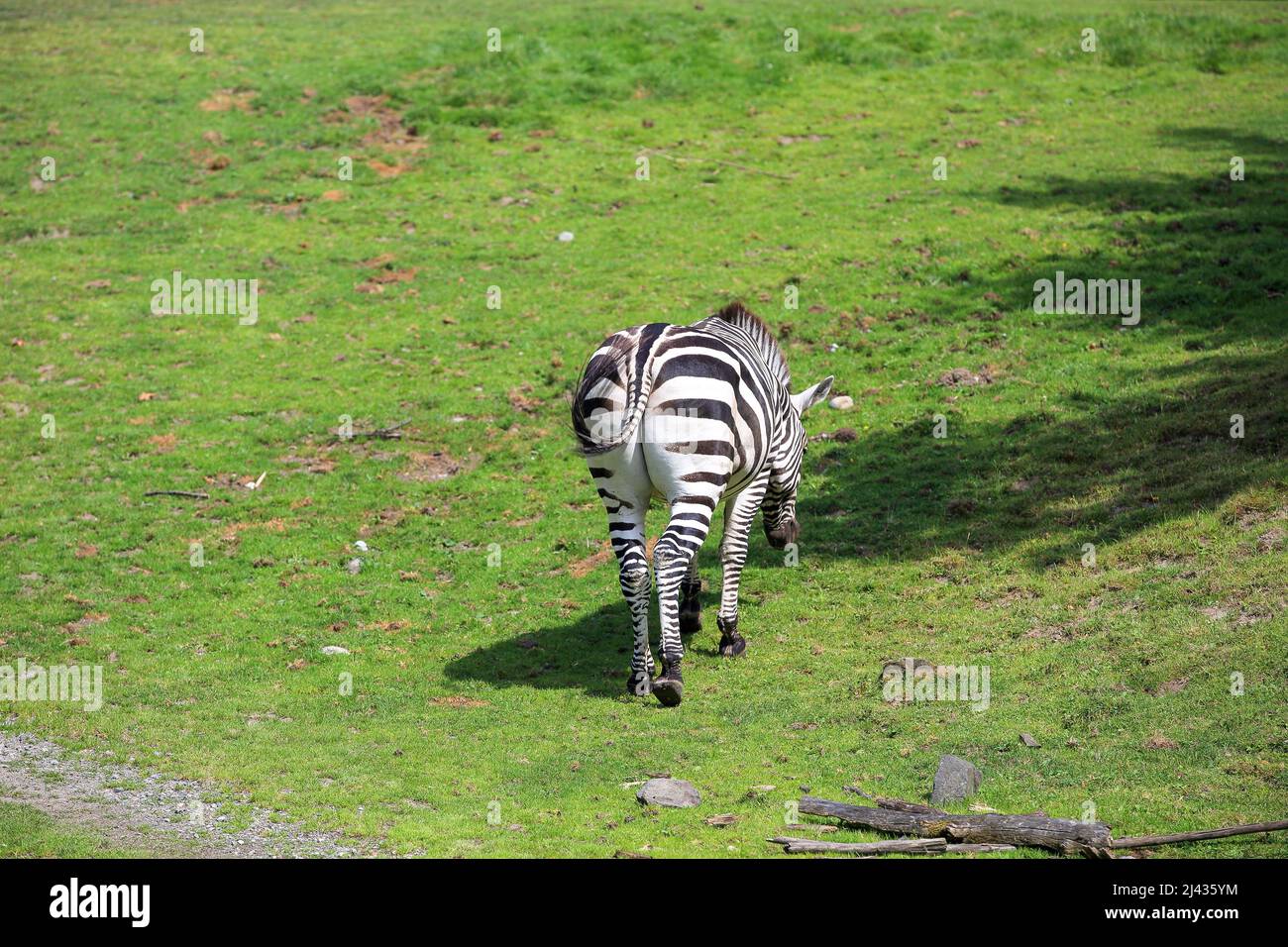 Zebra horse Banque de photographies et d’images à haute résolution - Alamy