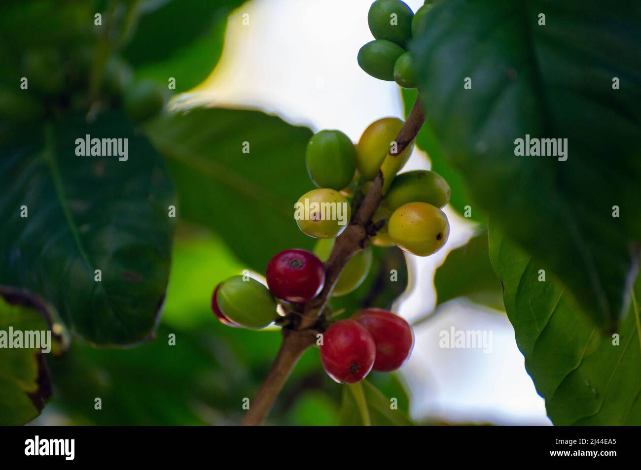 Arbre de café Arabica avec cerises mûres de café baies sur la ...