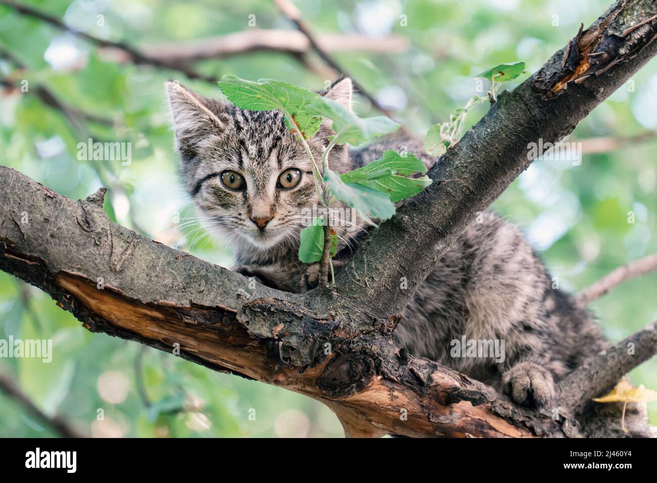 Chaton grimper dans l'arbre Banque de photographies et d’images à haute ...