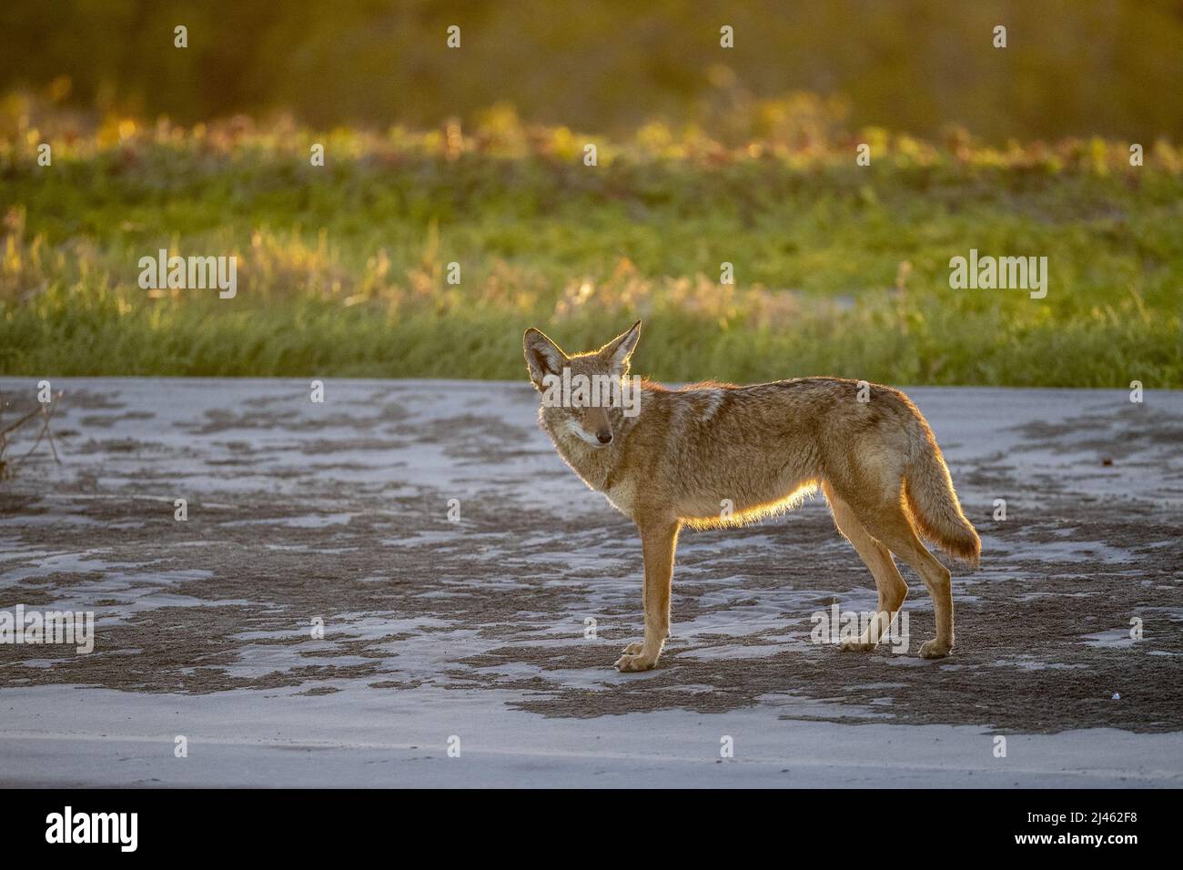 Playa el coyote Banque d'image et photos - Alamy