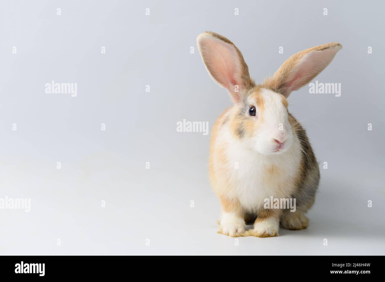 Lapin sur fond blanc Banque de photographies et d’images à haute ...