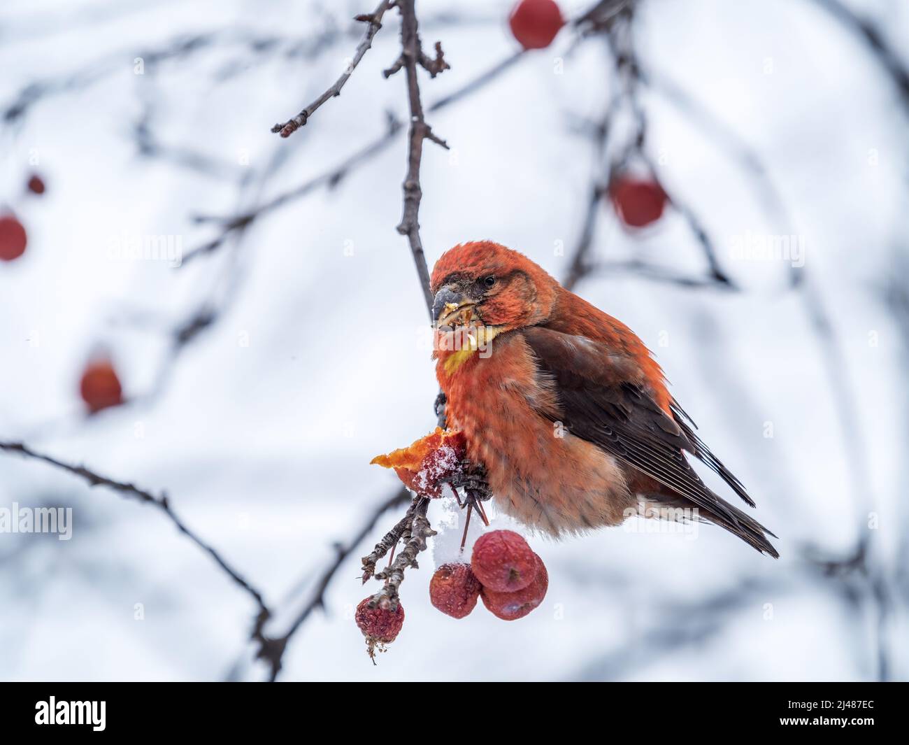 Le mâle de Red Crossbill assis sur la branche de l'arbre et mange des ...