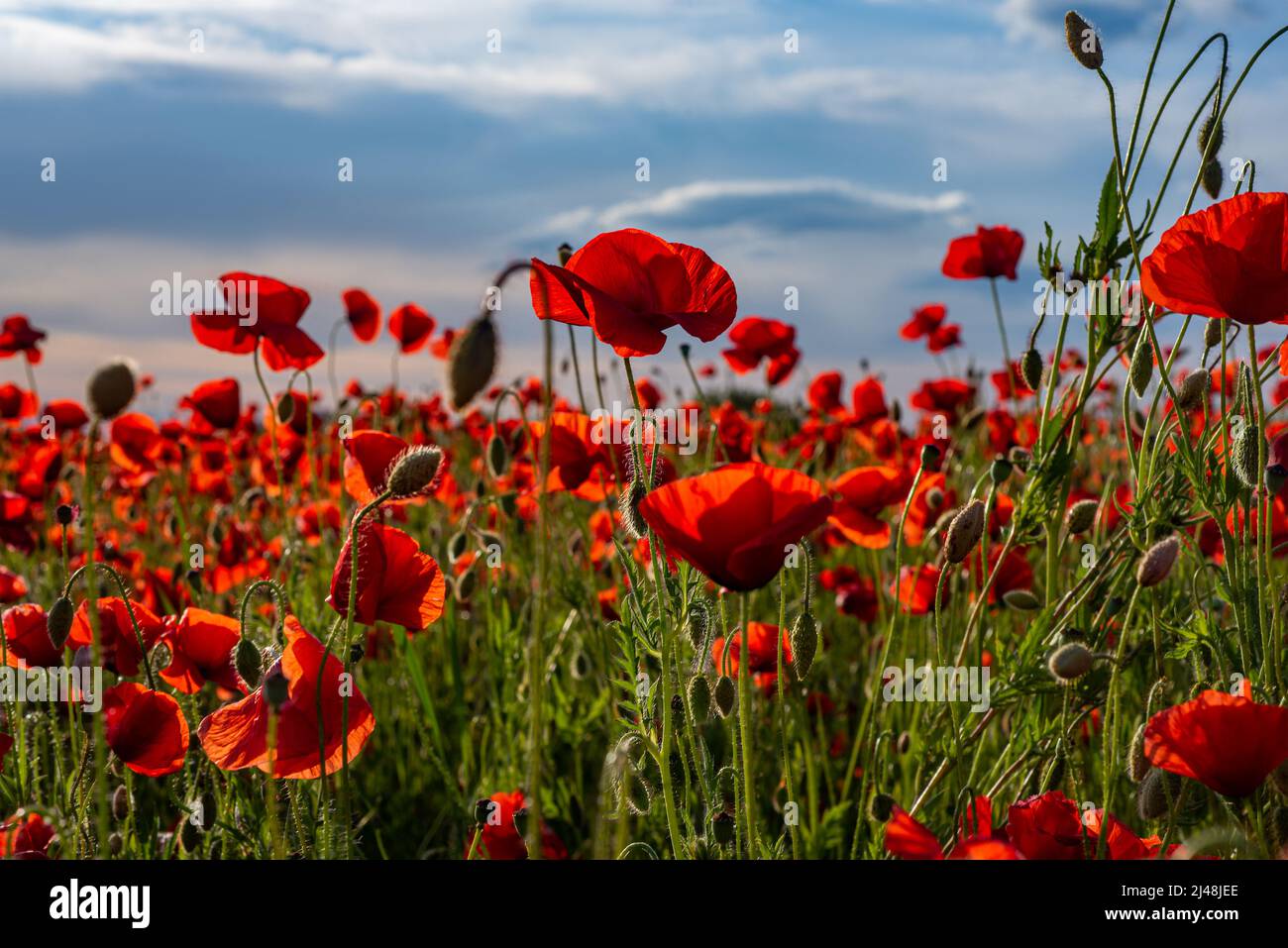 Des coquelicots pour le jour du souvenir, le jour d'anzac. Fleurs de ...
