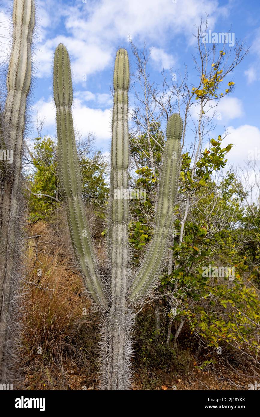 Curacao cactus Banque de photographies et d’images à haute résolution ...