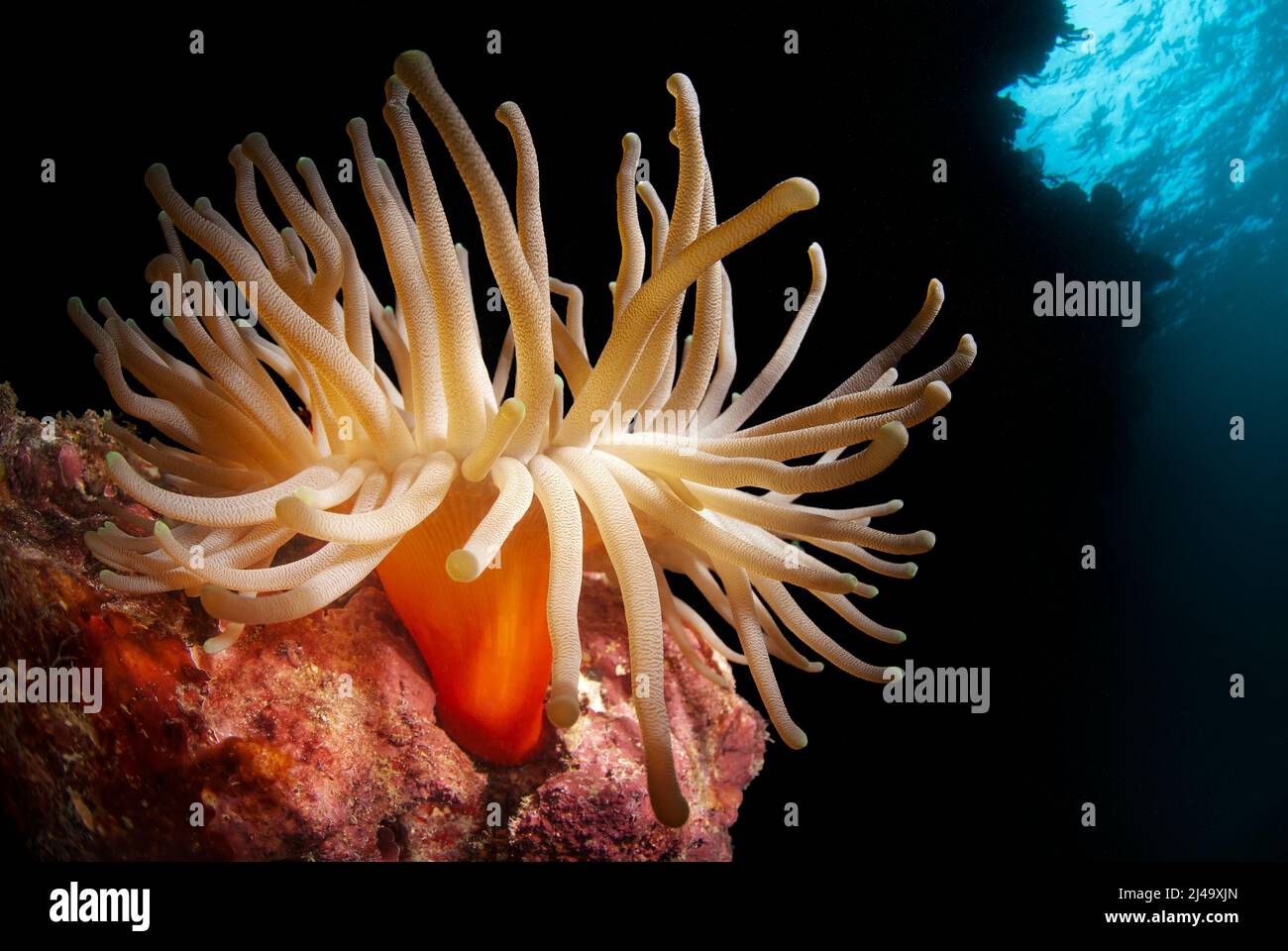Caribbean sea anemone Banque de photographies et d’images à haute résolution - Alamy