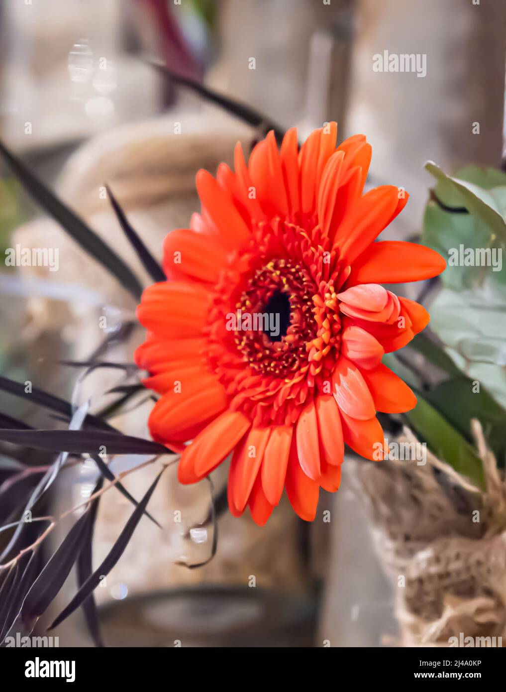 Fleurs magnifiques Banque de photographies et d’images à haute ...