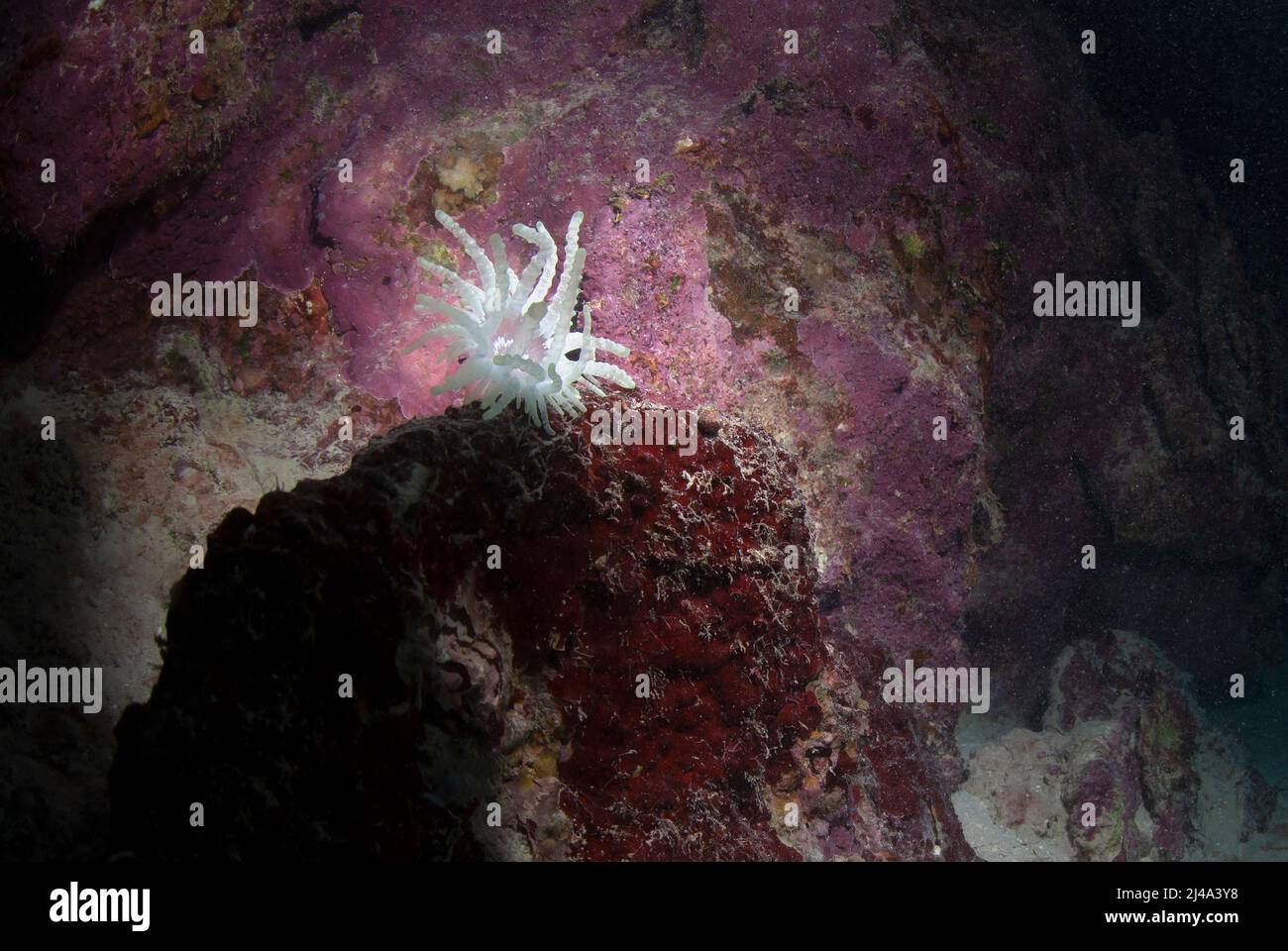 Invertebrados invertebrados Banque de photographies et d’images à haute ...