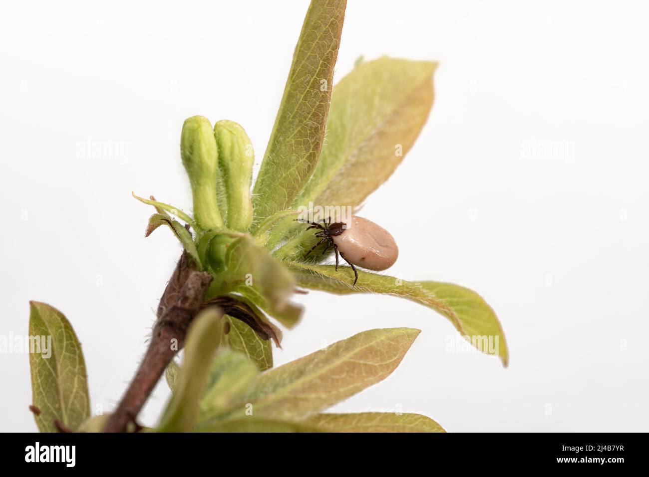 Une tique, un parasite qui boit le sang. Un grand parasite sur une ...