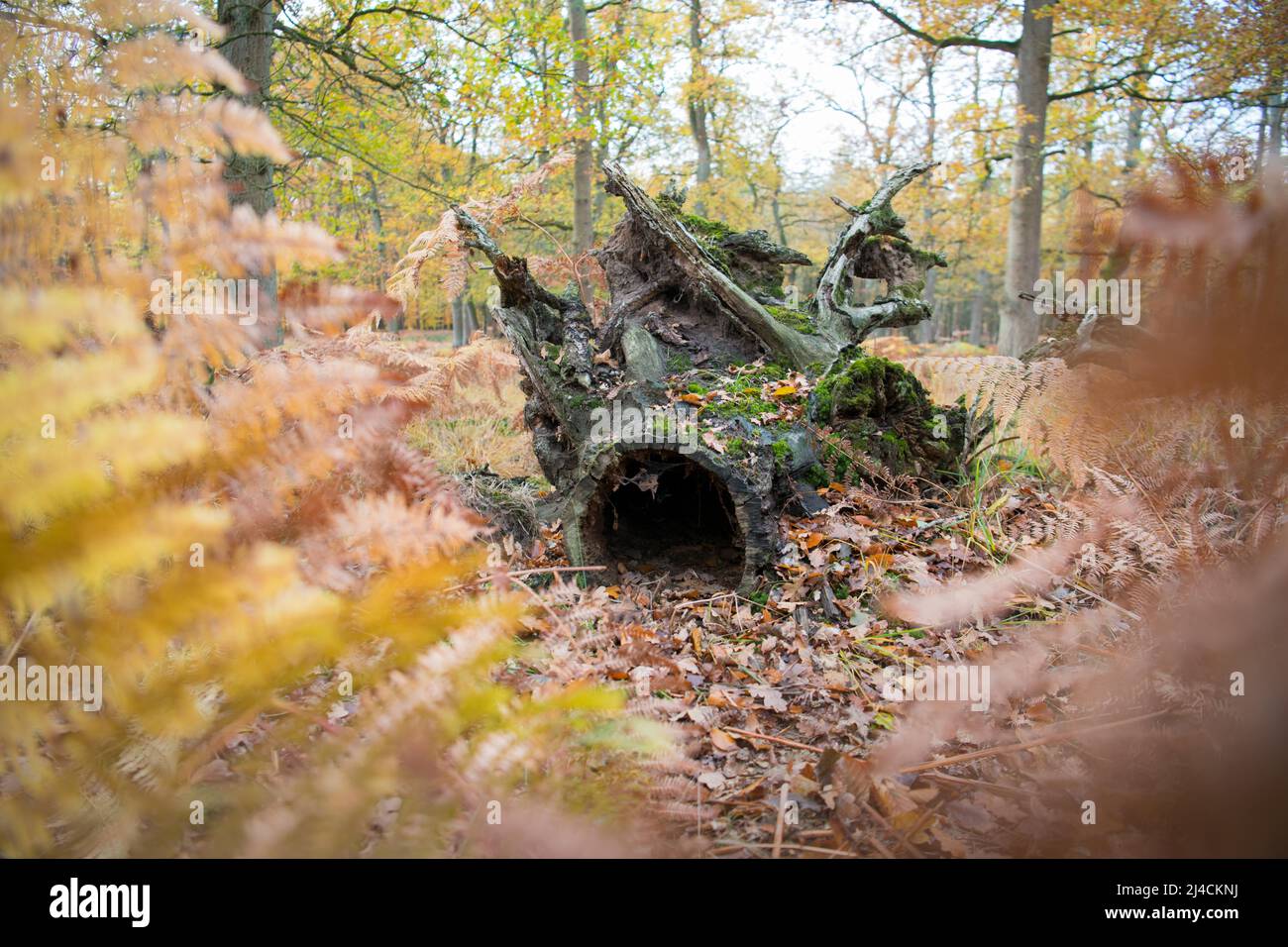Structure en bois mort dans la forêt de Diesfordt, lieu de nidification ...