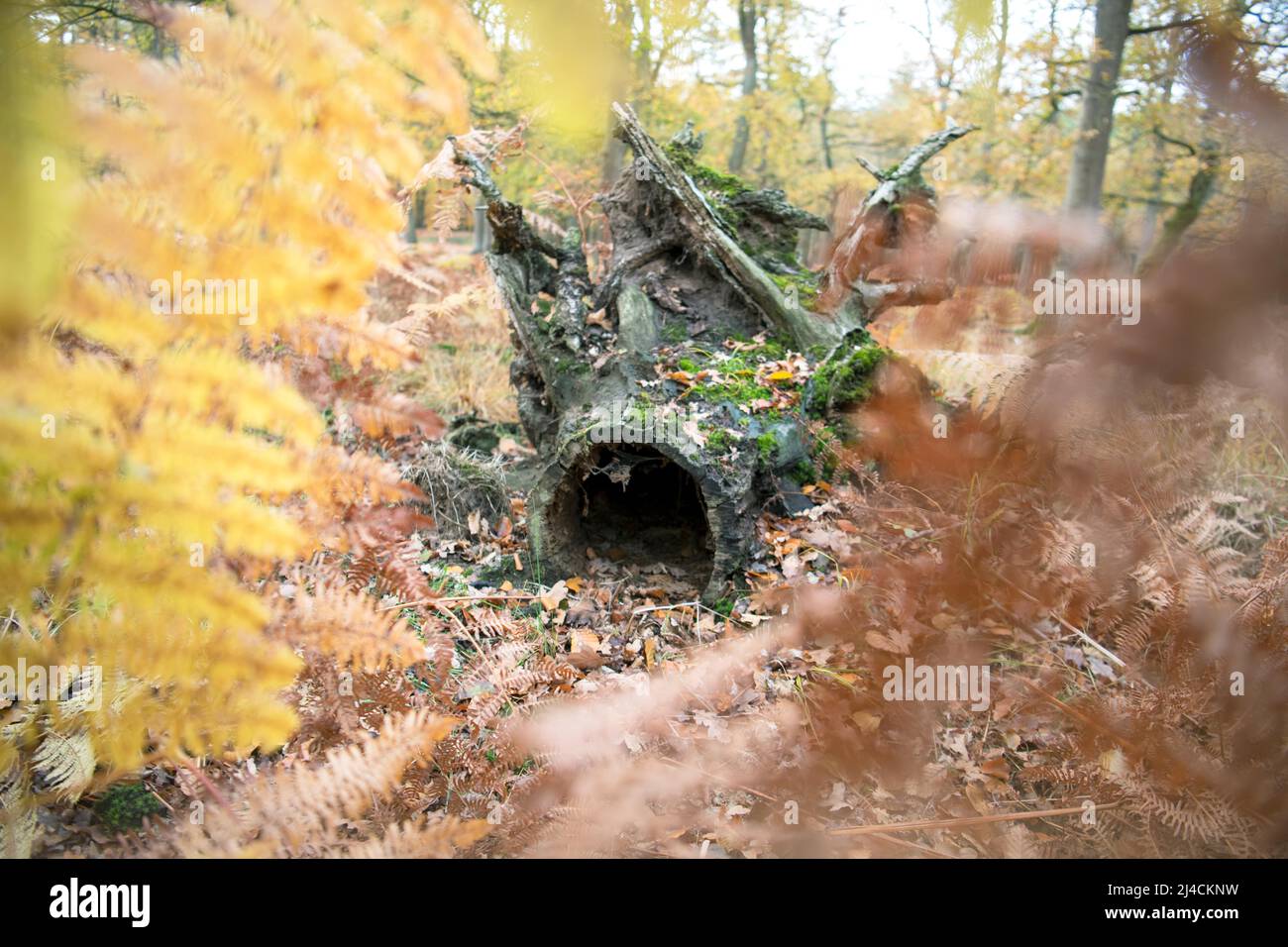 Structure en bois mort dans la forêt de Diesfordt, lieu de nidification ...