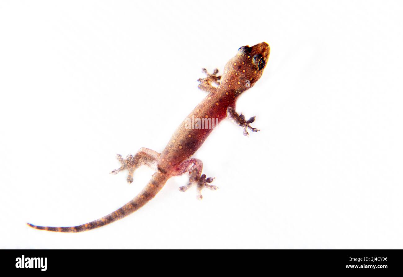 Gecko sri lanka Banque de photographies et d’images à haute résolution ...