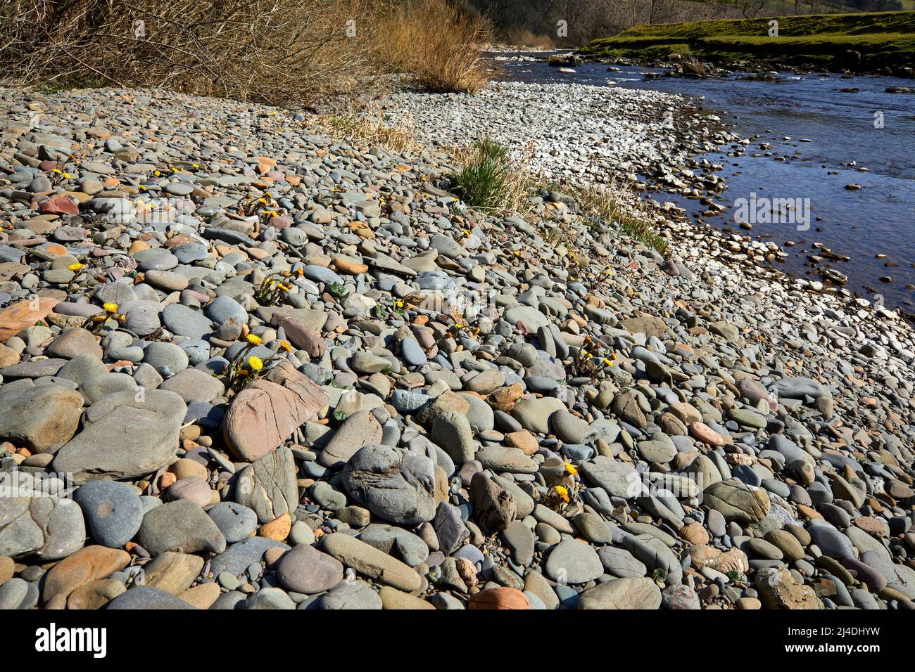 Le pied de Colt fleurit parmi les galets sur la rive de la rivière Esk ...