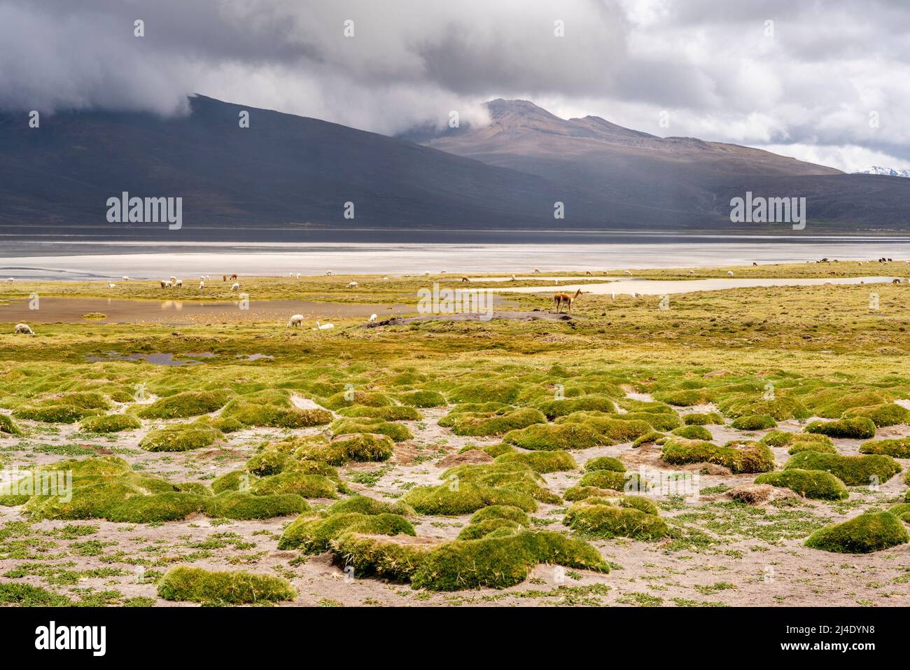 Salar de moche Banque de photographies et d’images à haute résolution ...