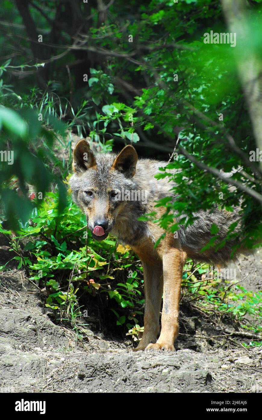 Loup ibérique, Loup ibérique, Lobo ibérico, Canis lupus signatus ...