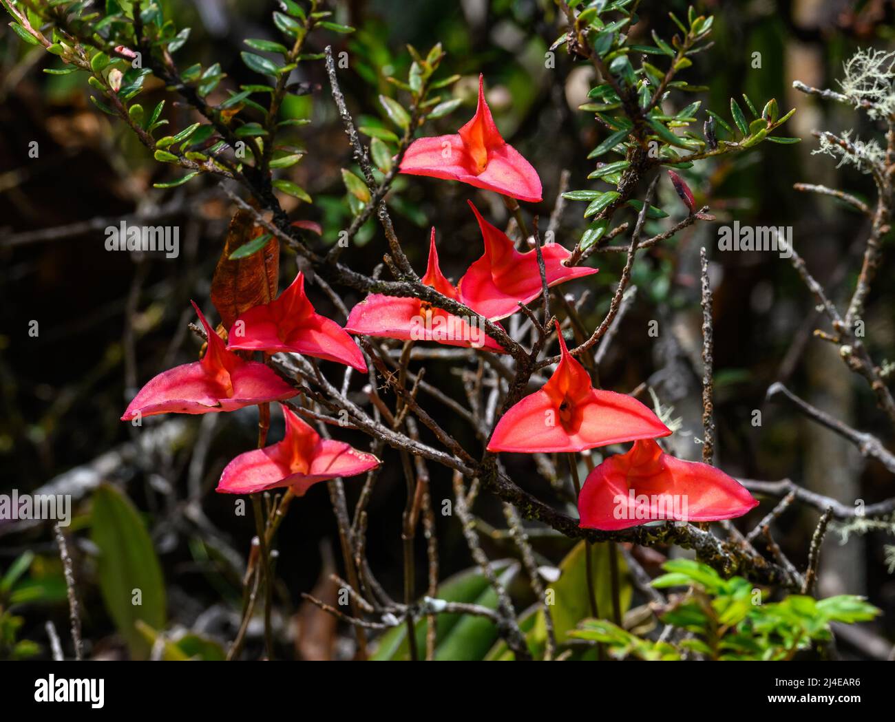 Masdevallia racemosa Banque de photographies et d’images à haute ...