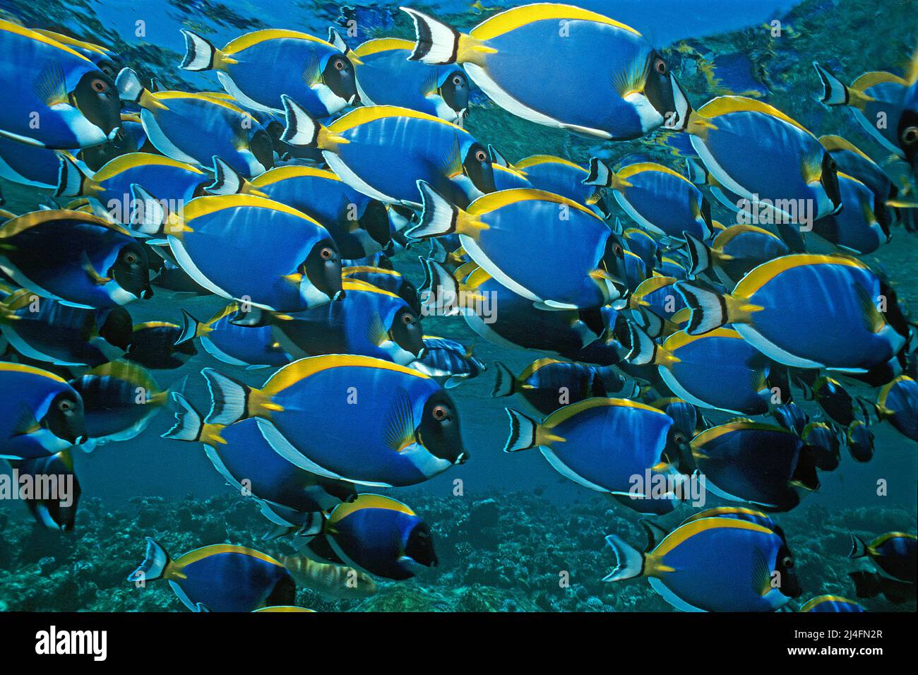 Poissons de mer de Powderblue (Acanthurus leucosternon), Ari Atoll ...