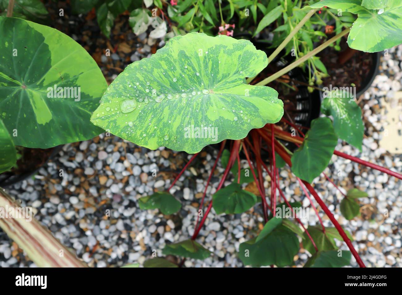 Colocasia esculenta midori aigre, Colocasia, midori aigre ou Colocasia ...