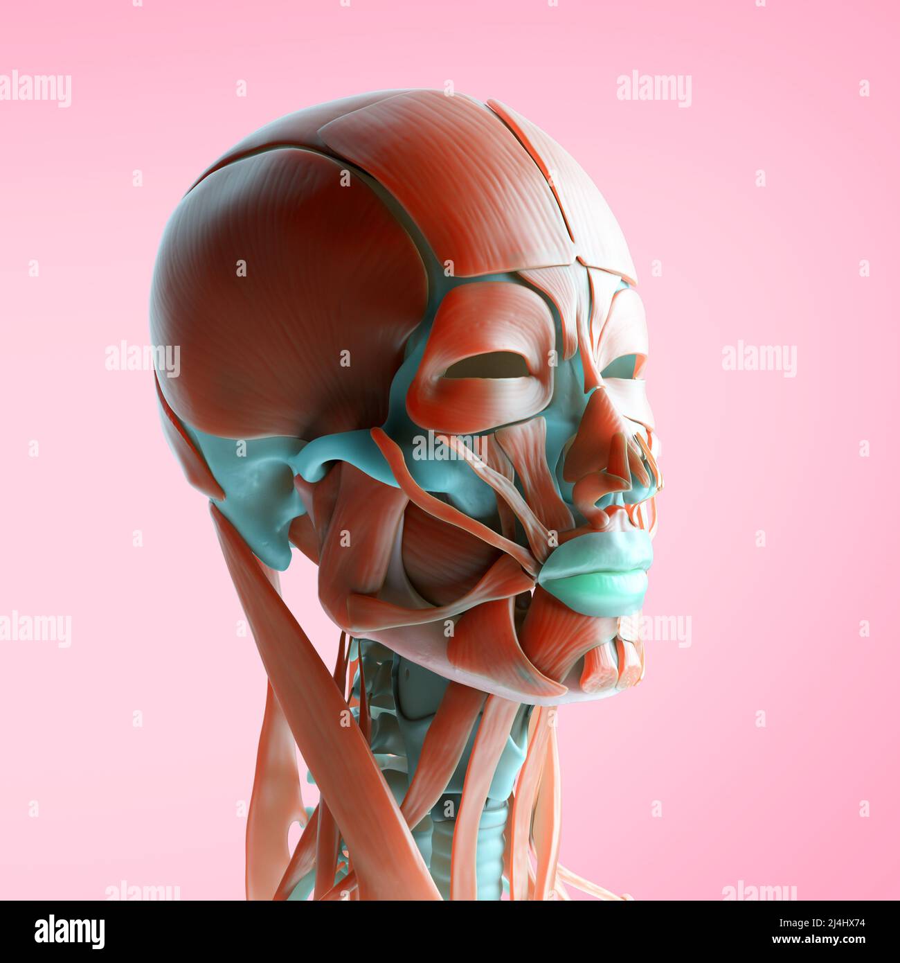 Anatomie du visage Banque de photographies et d’images à haute ...