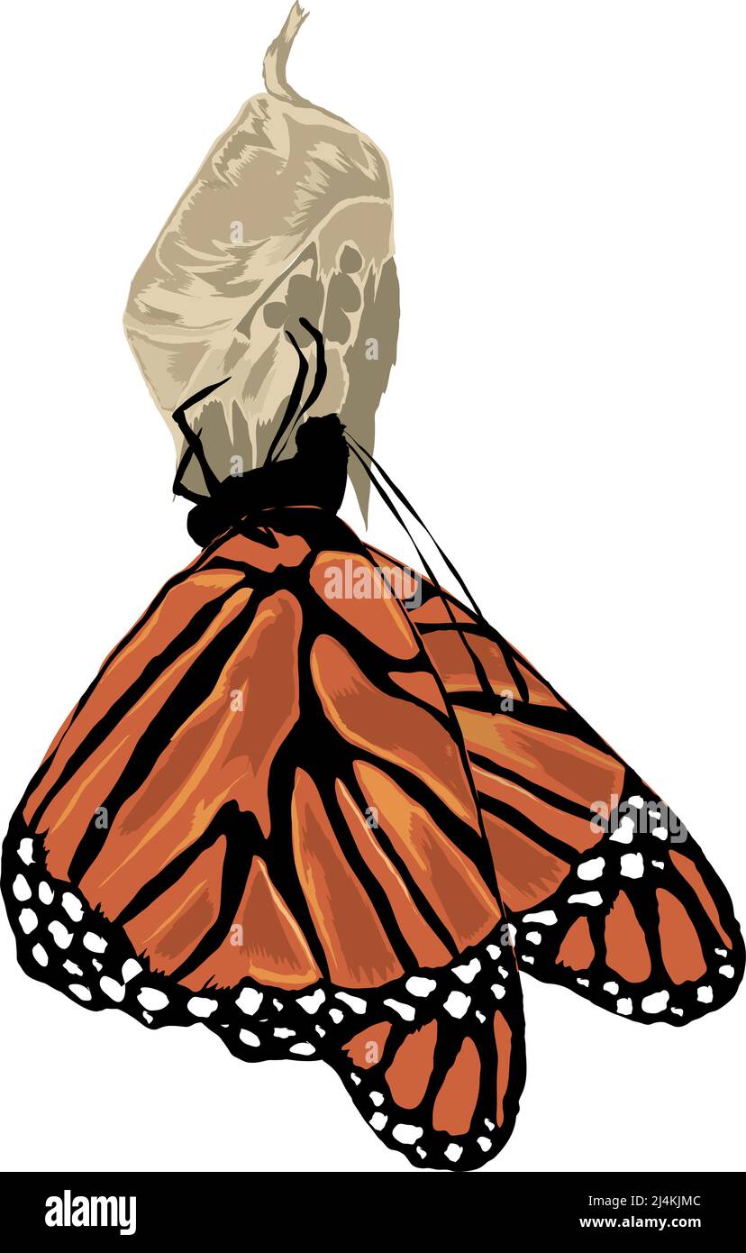 Chrysalide suspendue Banque d'images vectorielles - Alamy