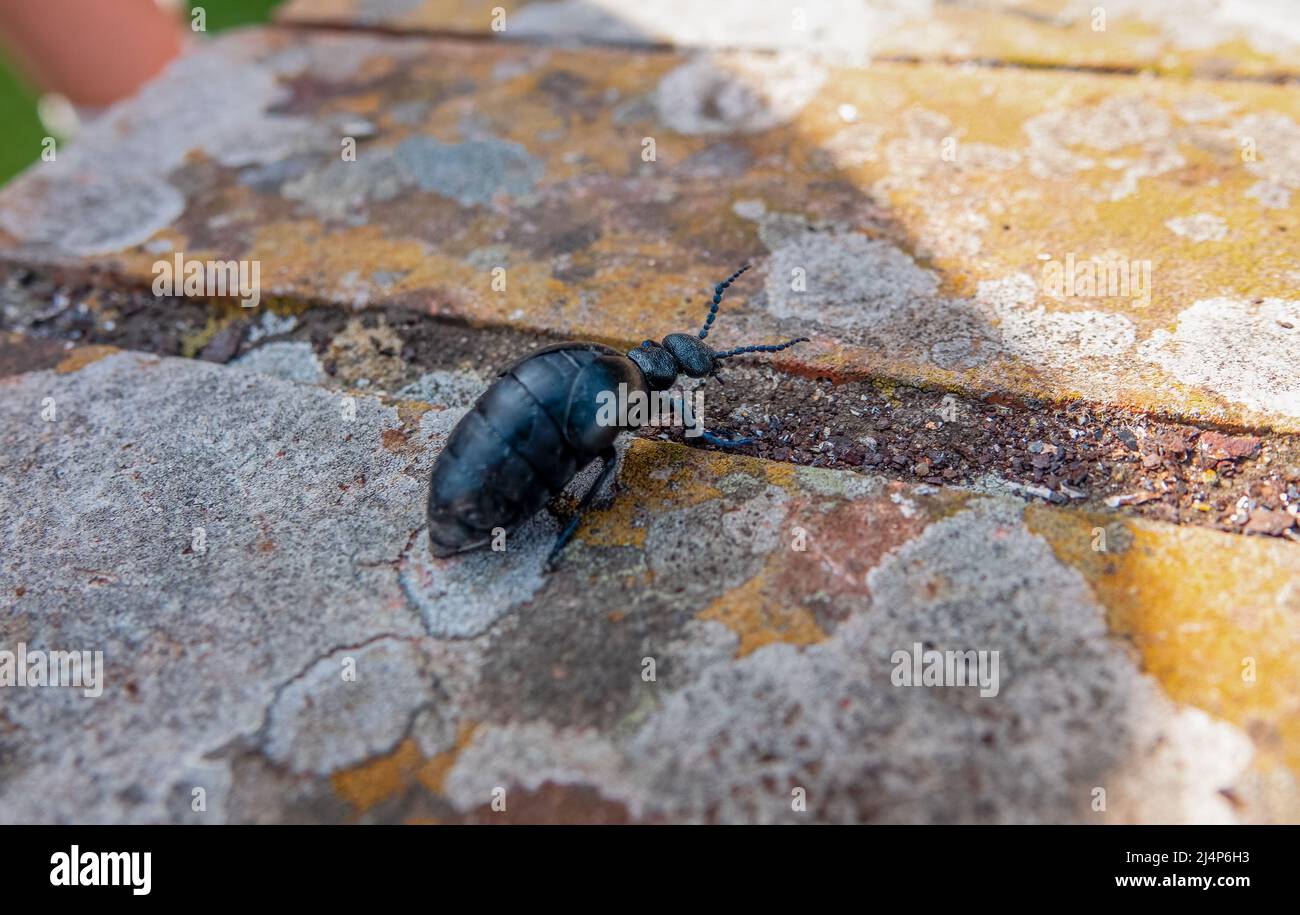 Insectes rares Banque de photographies et d’images à haute résolution ...