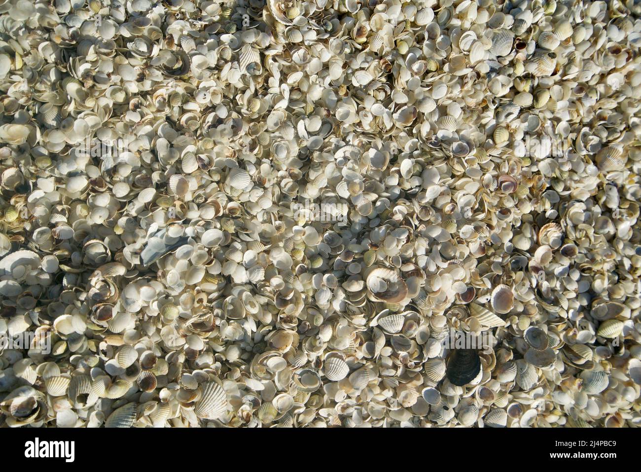 Une plage composée de petites coquilles, une plage de coquillages de ...