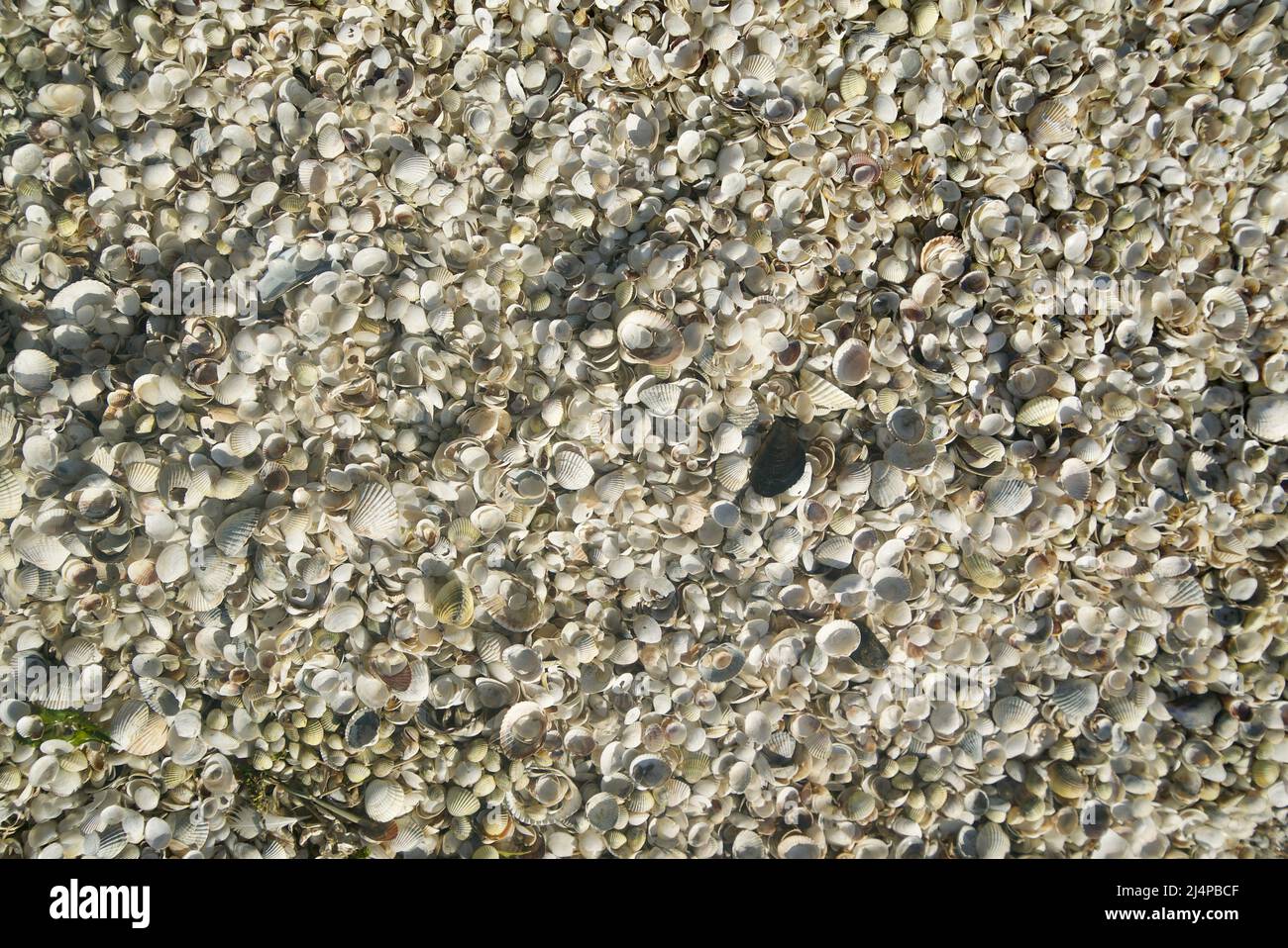 Une plage composée de petites coquilles, une plage de coquillages de ...