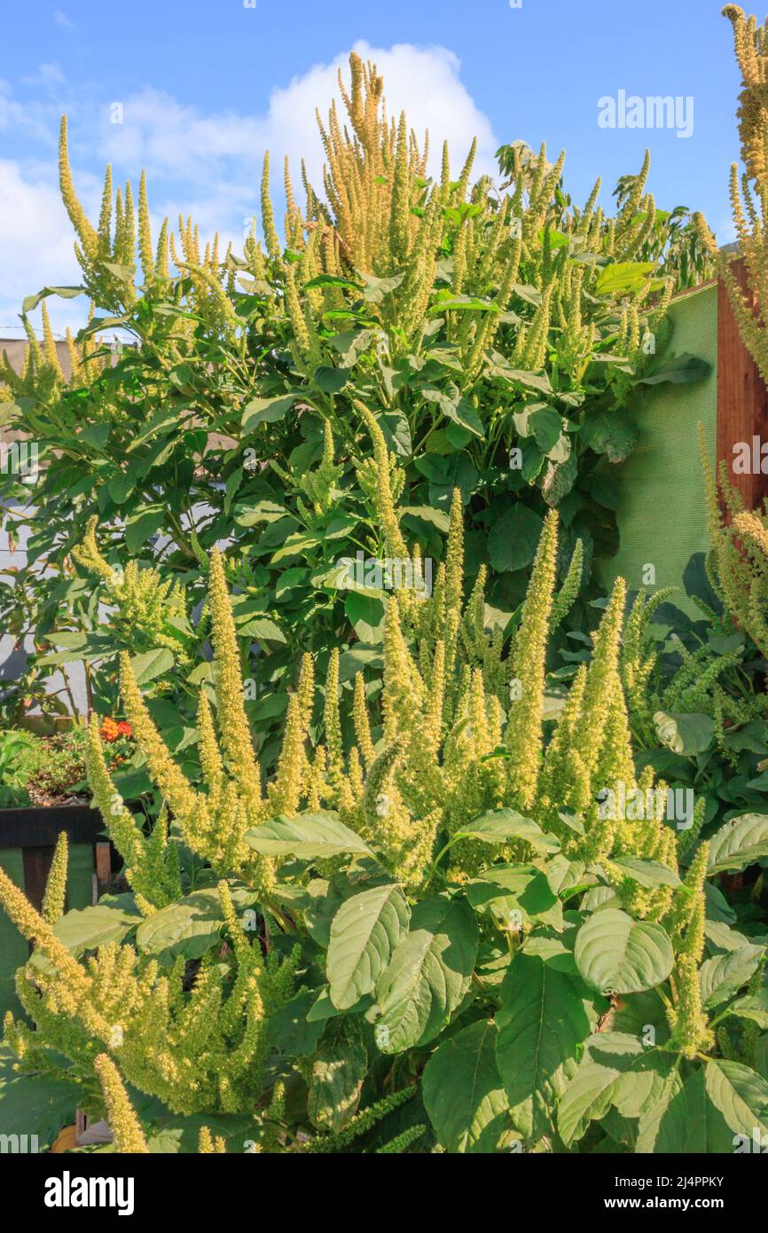Amaranthus hybridus Banque de photographies et d’images à haute ...