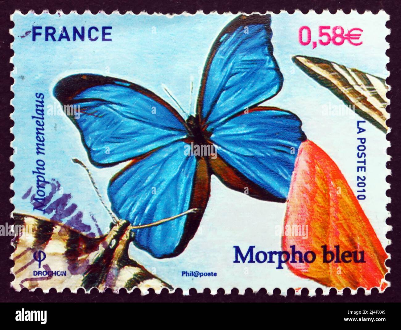 Morpho morpho menelaus Banque de photographies et d’images à haute ...