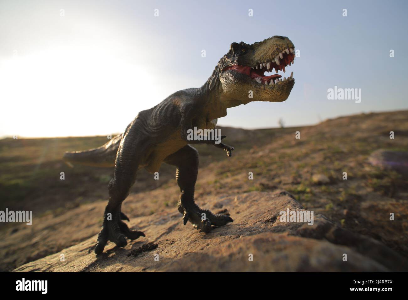 Dinosaure carnivore tyrannosaure Banque de photographies et d’images à haute résolution - Alamy