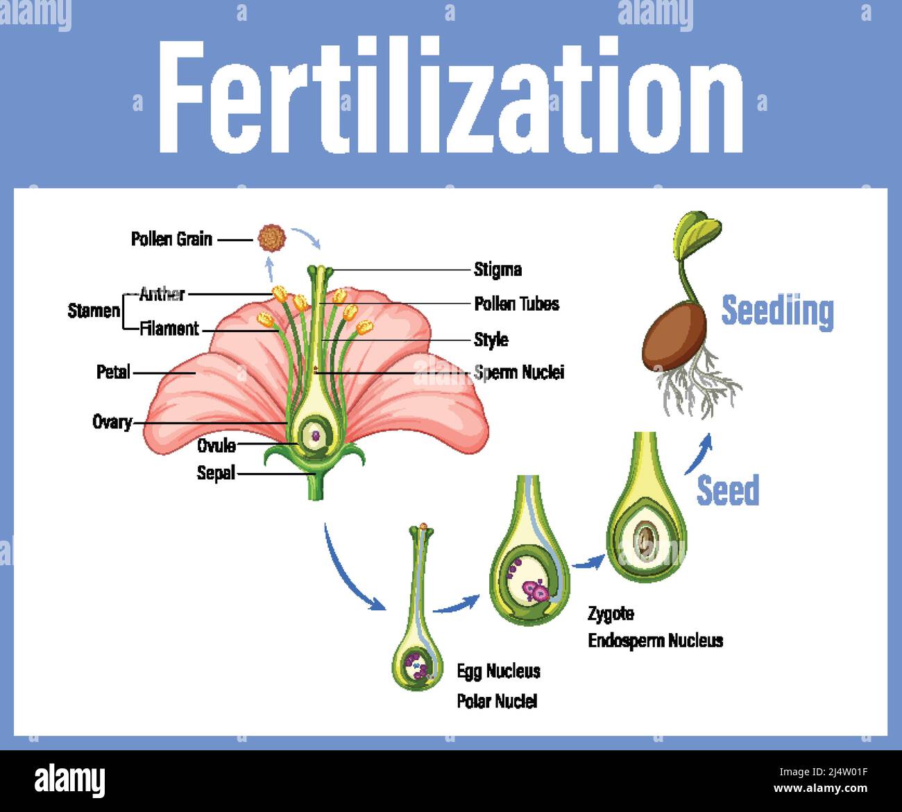 Fertilisation interne Banque de photographies et d’images à haute ...
