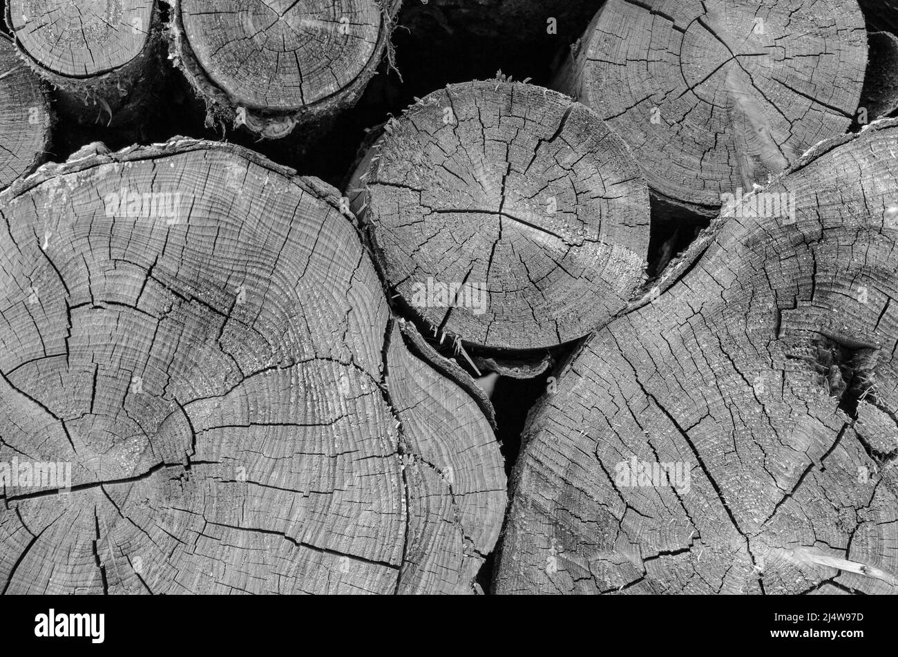 Tas de bois noir et blanc Banque de photographies et d’images à haute résolution - Alamy