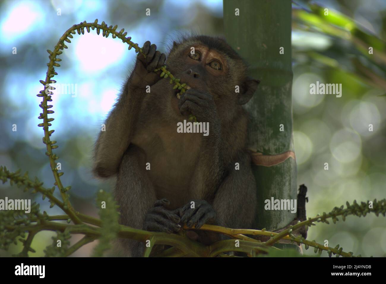 Beau singe Banque de photographies et d’images à haute résolution - Alamy