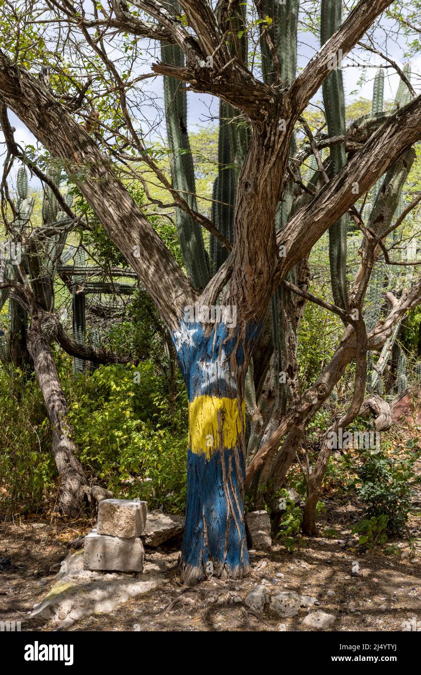 Arbre avec le drapeau de Curaçao peint sur le tronc à la Playa Jeremi ...
