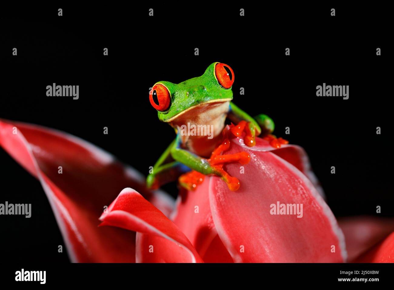 Grenouille d'arbre à yeux rouges, Agalychnis callidryas, animal avec de ...
