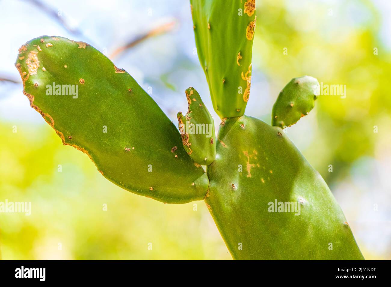 La jungle des cactus mexicains tropicaux plante des arbres et la forêt ...