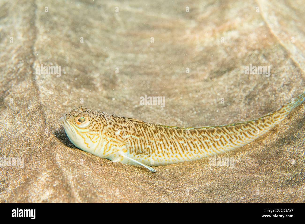 La plus grande espèce (Trachinus draco) est un poisson marin benthique ...
