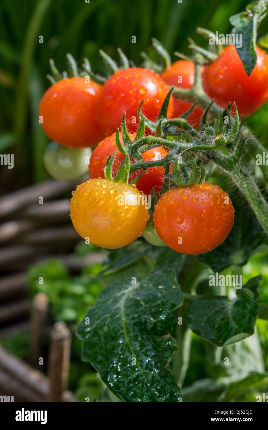 Potager fruitier Banque de photographies et d’images à haute résolution ...