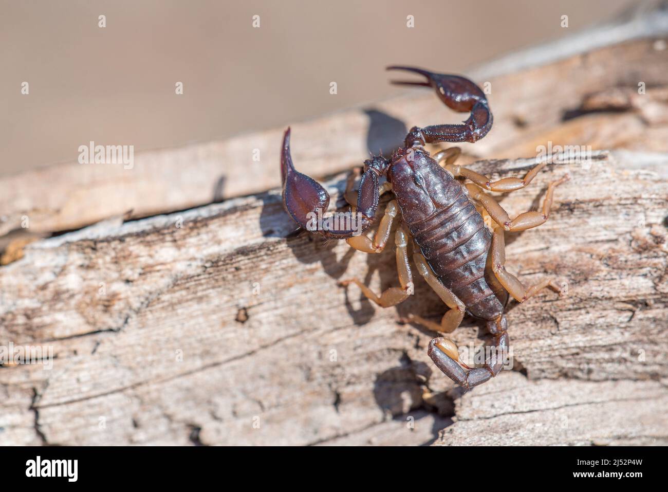 Tétratrichobothrius flavicaudis Banque de photographies et d’images à ...