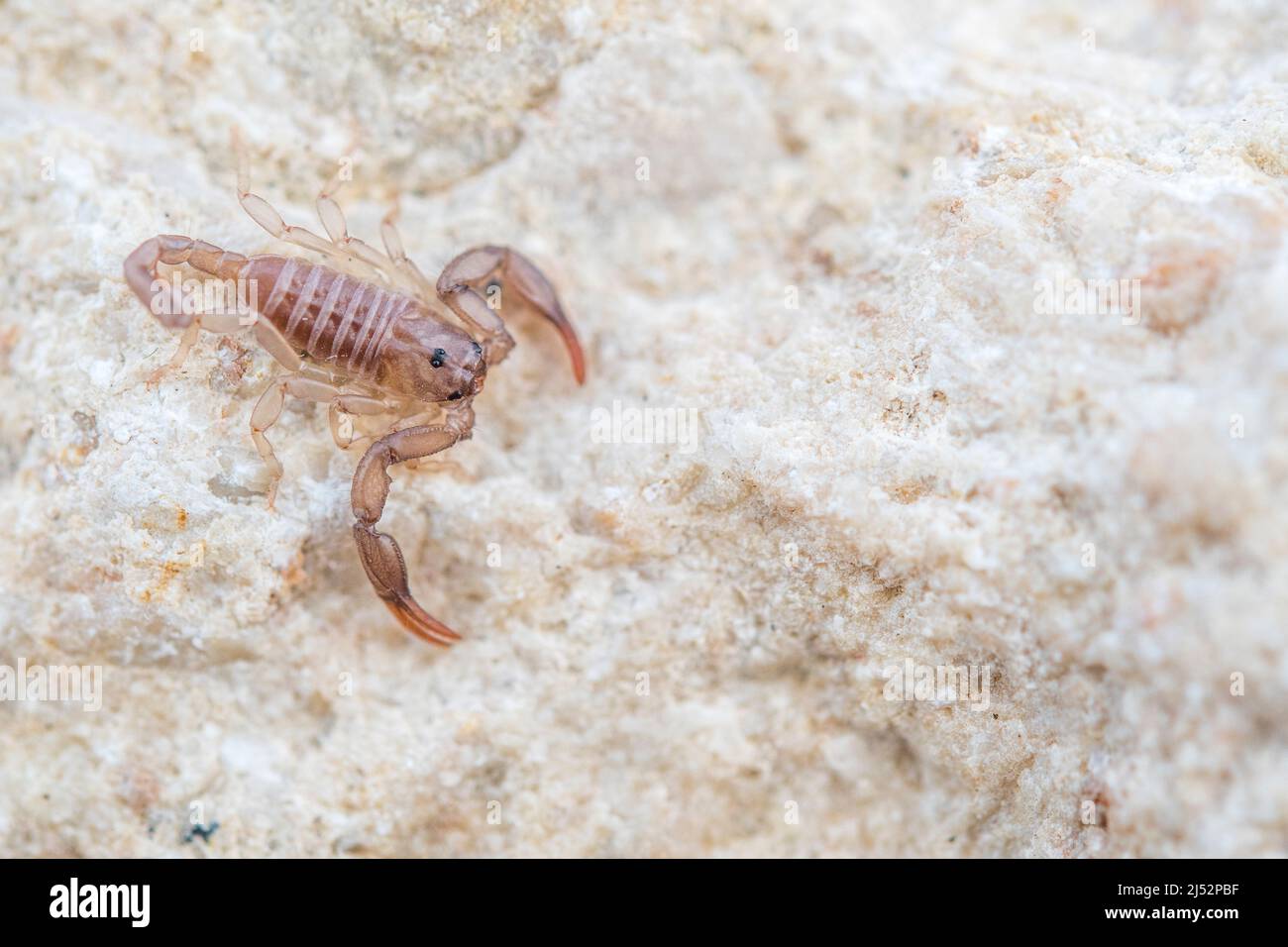 Euscorpius carpathicus Banque de photographies et d’images à haute ...