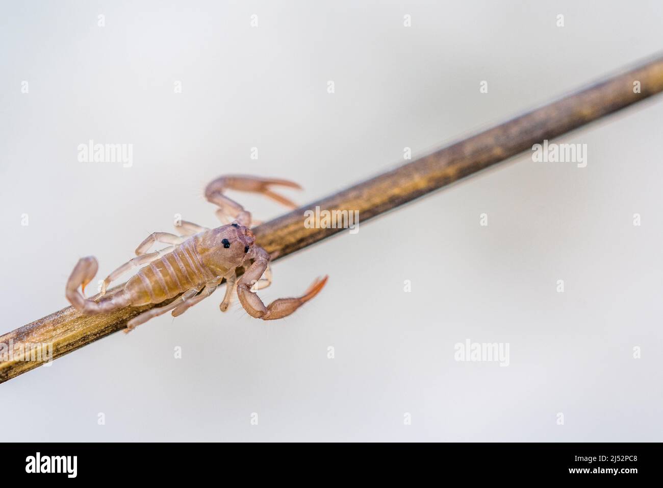 Euscorpius carpathicus Banque de photographies et d’images à haute ...