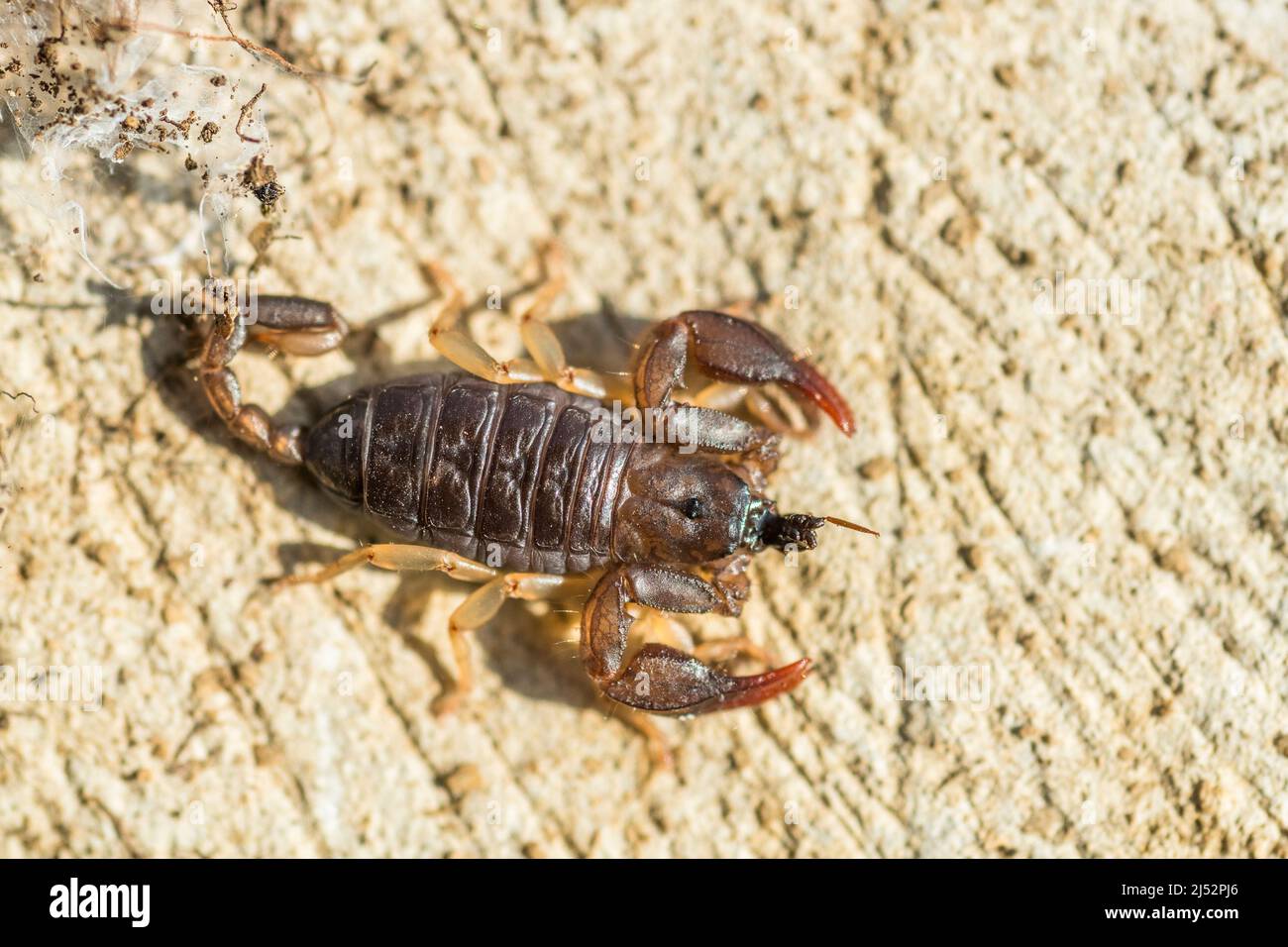 Tétratrichobothrius flavicaudis Banque de photographies et d’images à ...