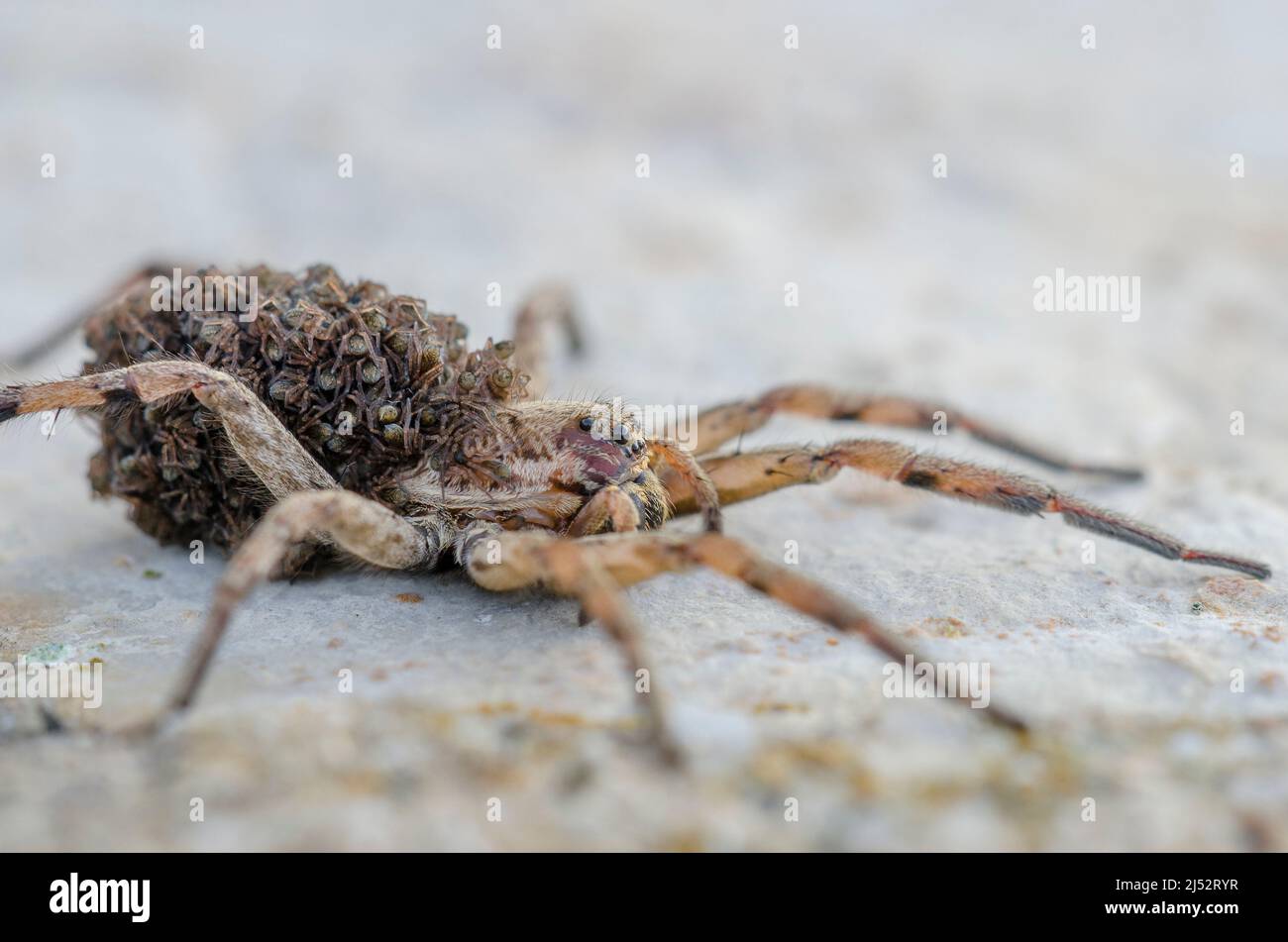 Araignée de Loup européenne, fausse Tarantula ou araignée de Loup rayée (Hogna radiata), une ...