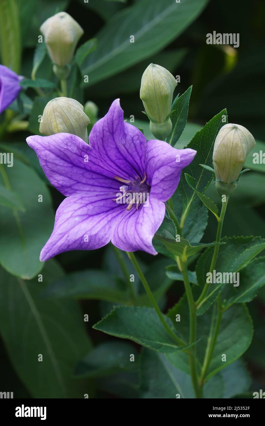 Campanule chinoise platycodon grandiflorus Banque de photographies et d ...