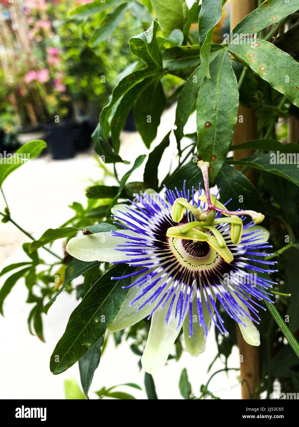 Fleur de passion commune Banque de photographies et d’images à haute ...